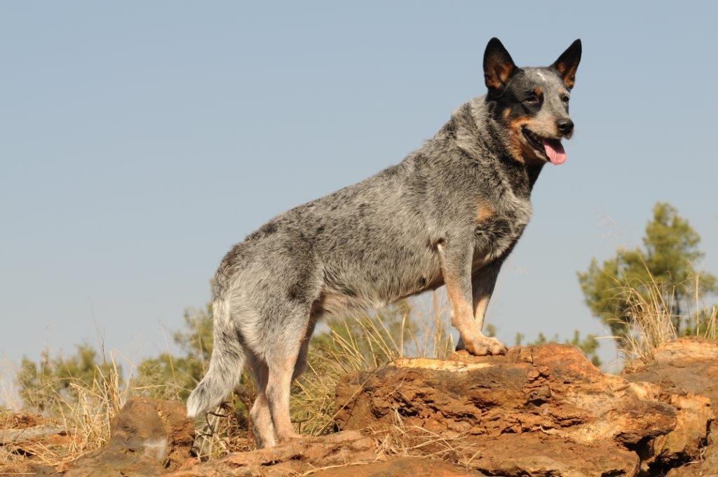 Gallery – Cattle Dog Connection – Southern Africa