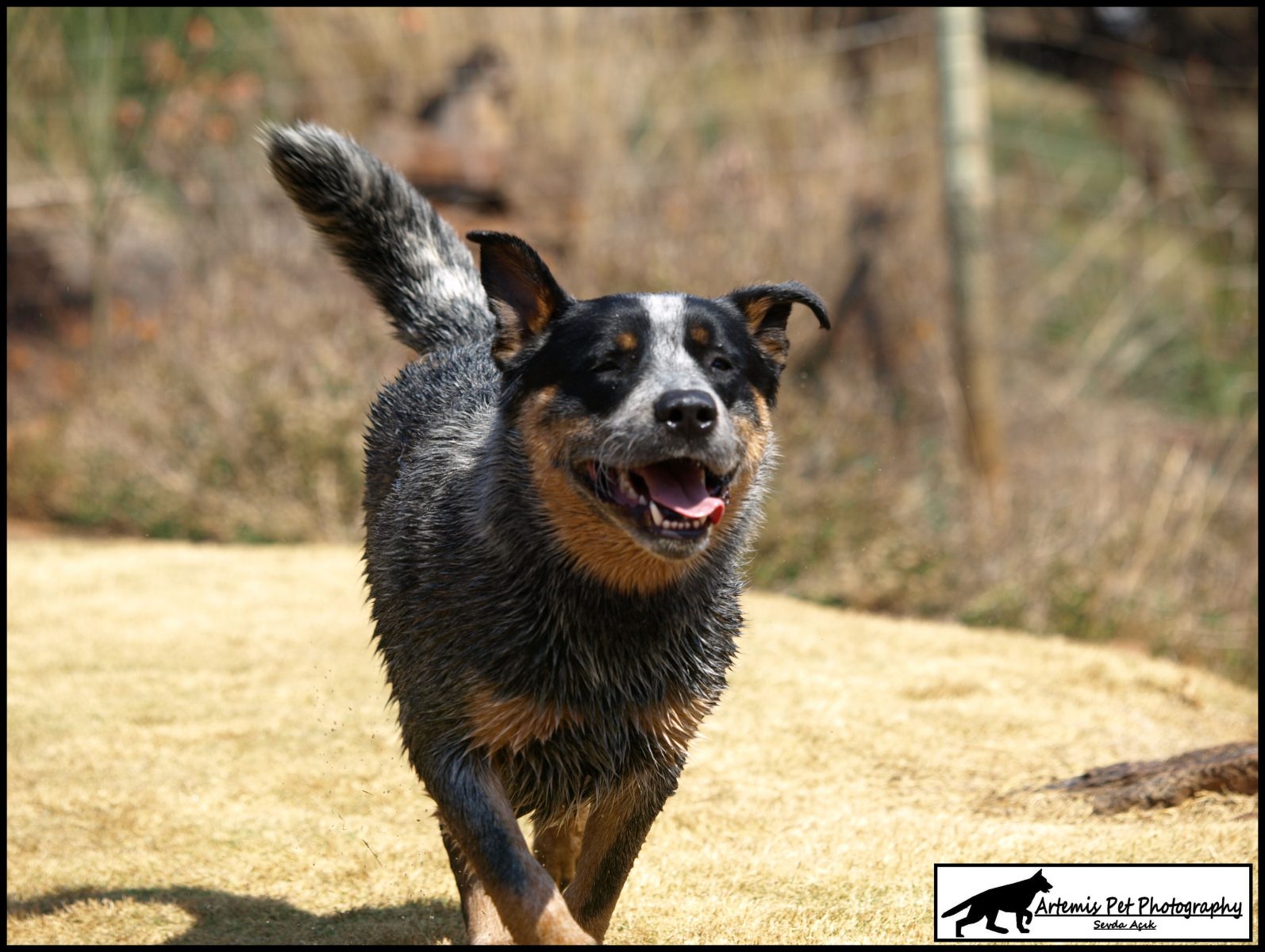 Cattle Dog Connection – Southern Africa – Connecting Breeders and Owners