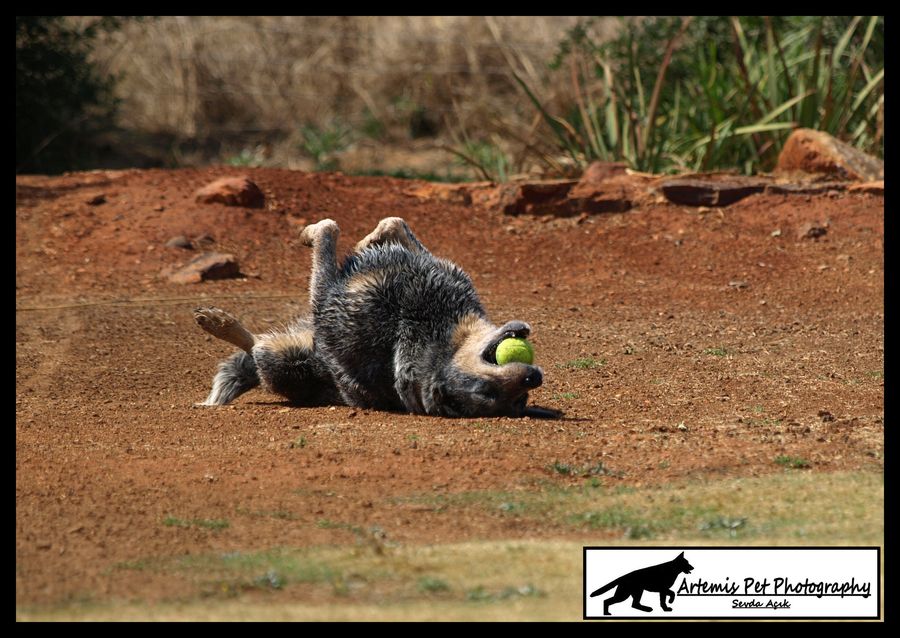 Cattle Dog Connection – Southern Africa – Connecting Breeders and Owners