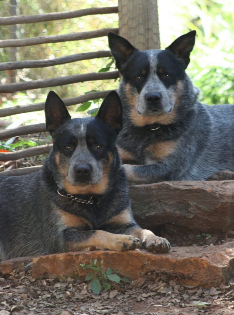 Cattle Dog Connection – Southern Africa – Connecting Breeders and Owners
