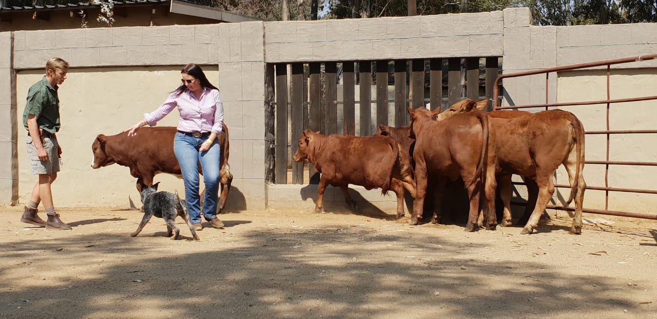 Cattle Dog Connection – Southern Africa – Connecting Breeders and Owners
